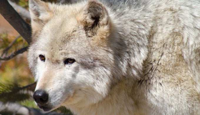 Changes Seen a Decade After Yellowstone's Wolf Reintroduction