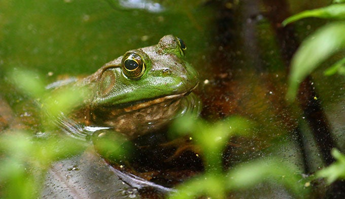 Invasive American Bullfrog at Home in Yellowstone
