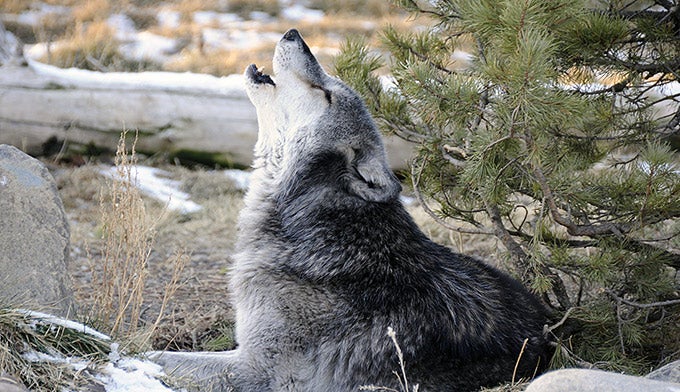 Yellowstone Wolf Population Increased in 2014