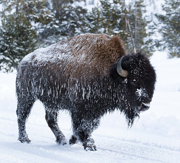 Culling the Last Wild Herd of Bison in Yellowstone National Park