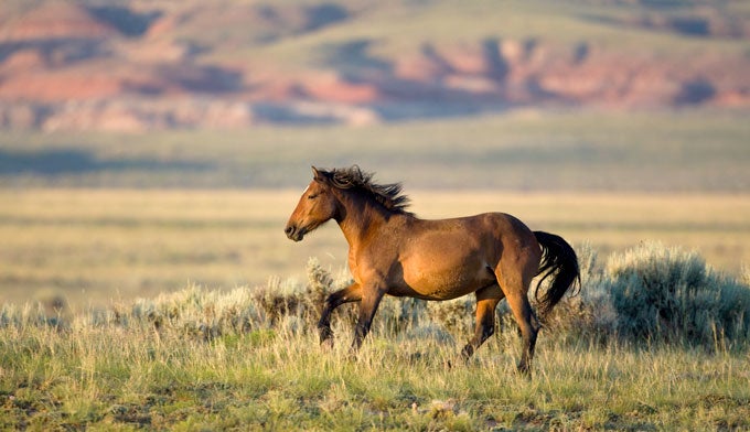 "Yellowstone-Wildlife-Wild-Horses-083" - Yellowstone National Park