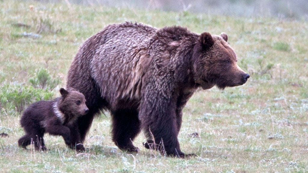 Yellowstone Bear FAQs