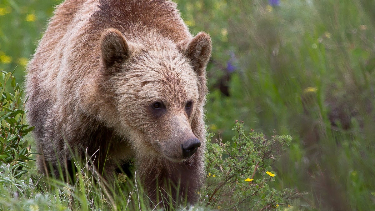 Yellowstone Grizzly Bears vs. Wolves