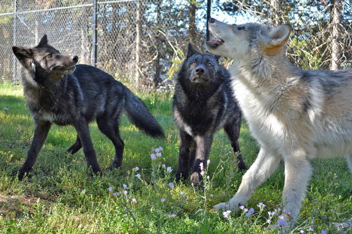 7 Sights in West Yellowstone