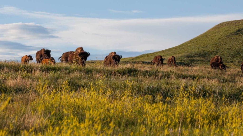 Tatanka: Story of the Bison Near Mt. Rushmore