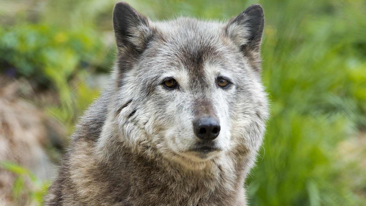 1995 Reintroduction of Wolves in Yellowstone