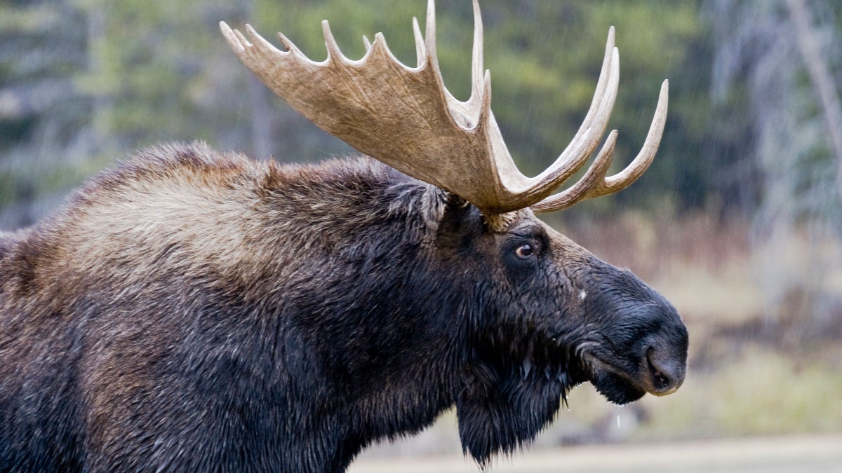 Moose in Grand Teton and Yellowstone National Parks
