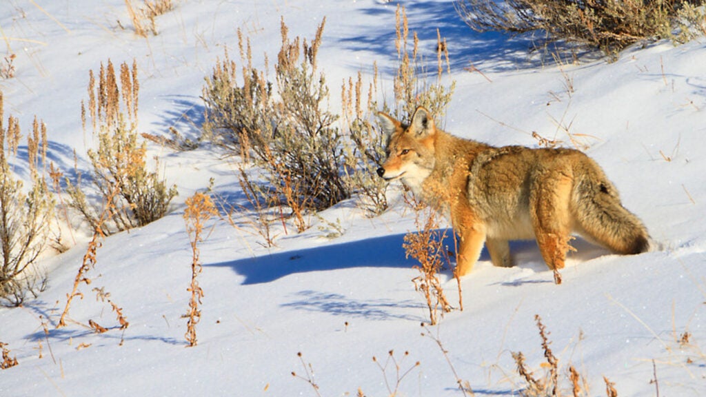 Yellowstone in December Photo Gallery by Dave Shumway