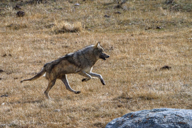 Yellowstone in March Photo Gallery by Dave Shumway