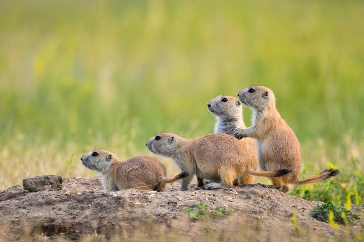 5 Animals to Watch for in Badlands National Park