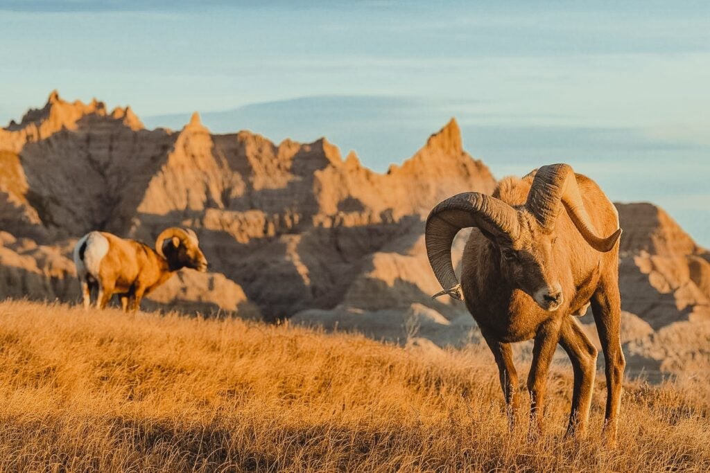 5 Animals to Watch for in Badlands National Park
